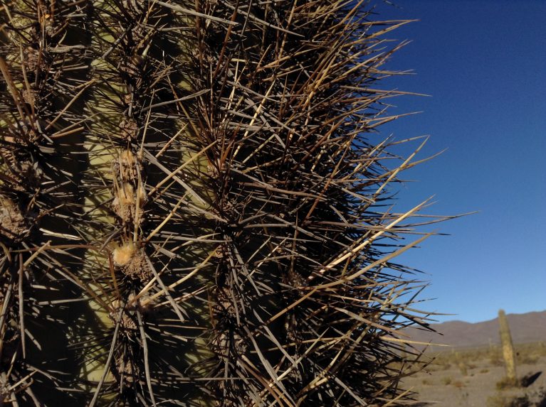 La experiencia de conocer el mayor cardonal del continente