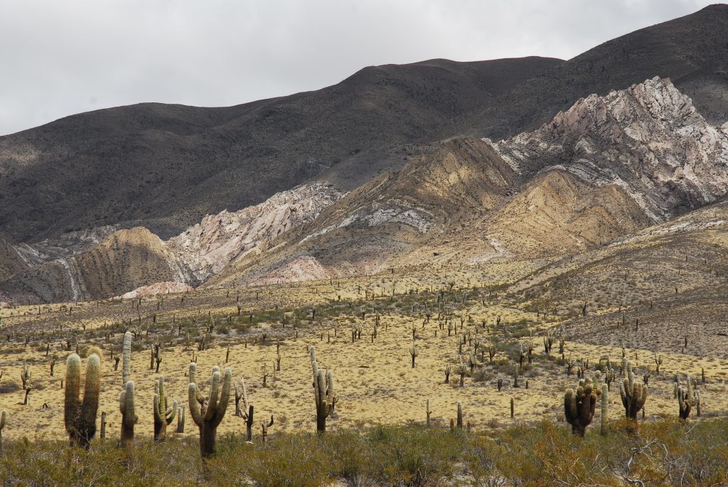 La experiencia de conocer el mayor cardonal del continente