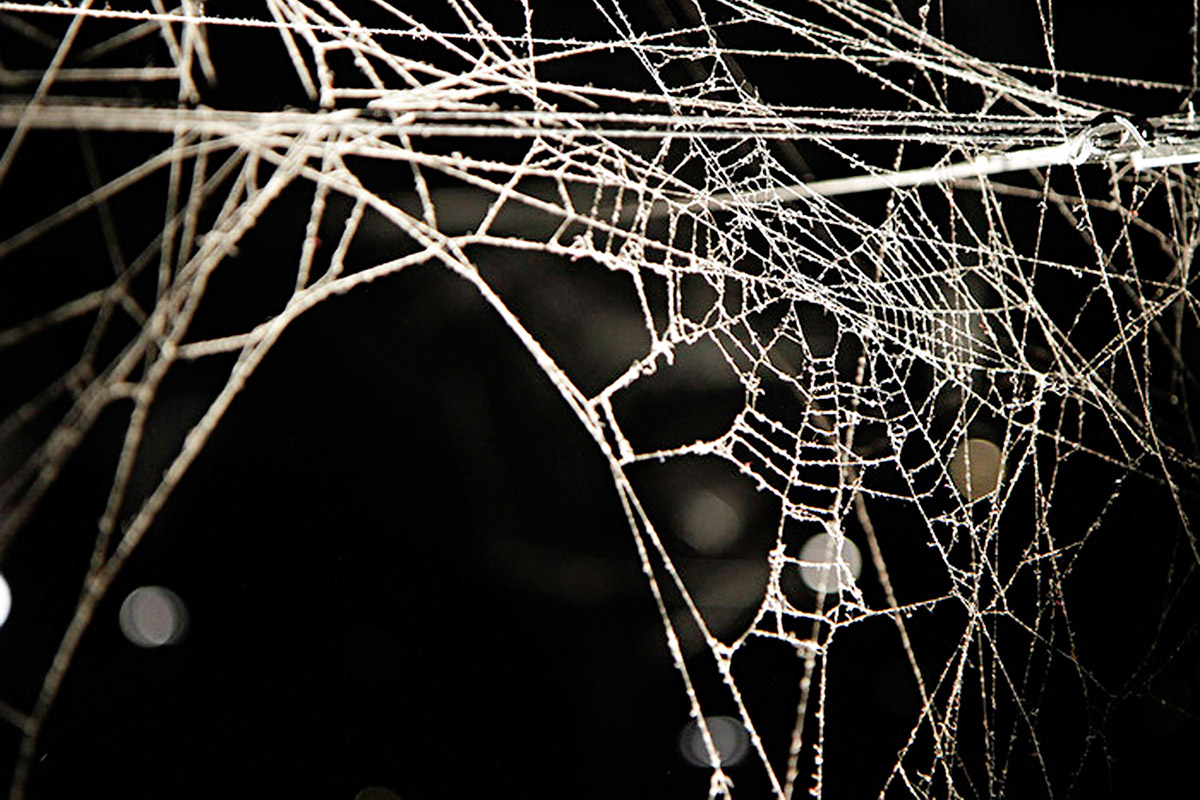 Mitos y biofobia: ¿qué tan peligrosas son las arañas?