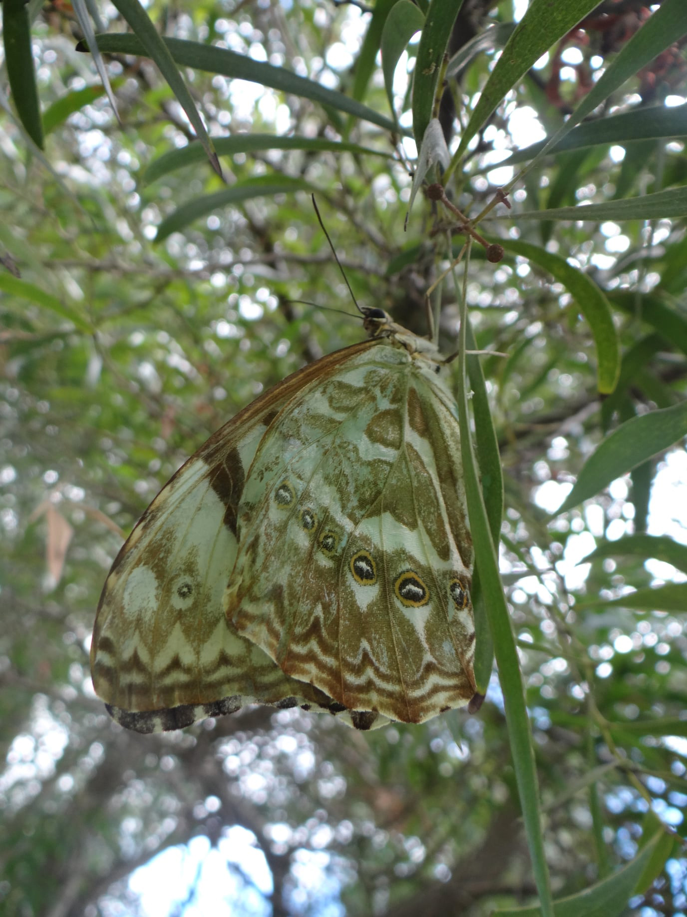 Volar en celeste y blanco: dónde ver la mariposa Bandera Argentina
