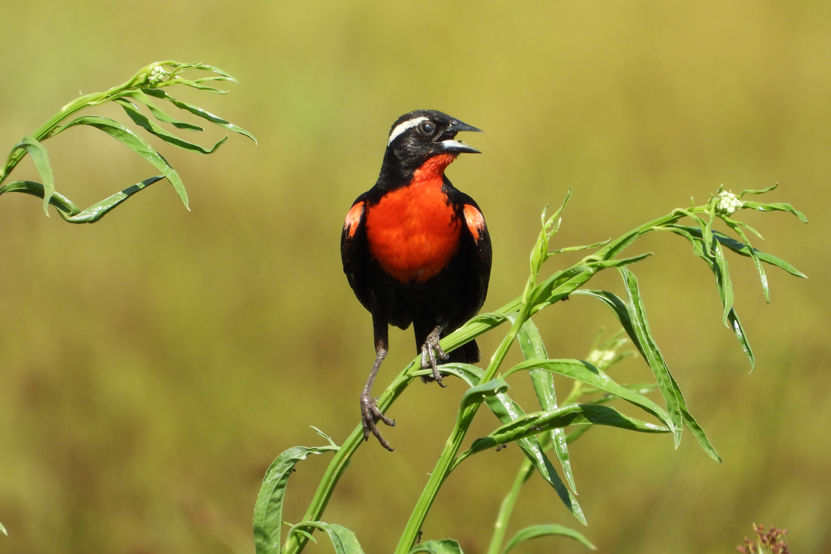 Avistaje de aves: aprender y disfrutar de una actividad que crece en el ...
