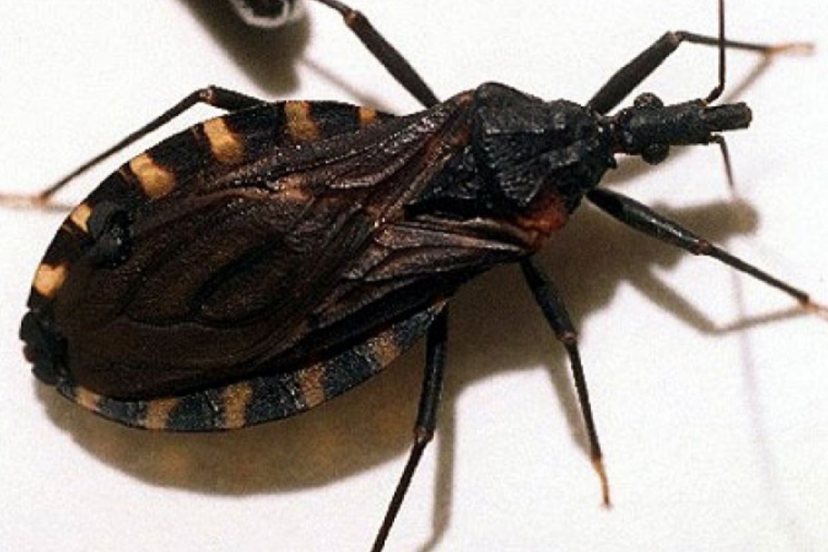 Del Hospital Gutiérrez al mundo: prueban la eficacia de un tratamiento ...