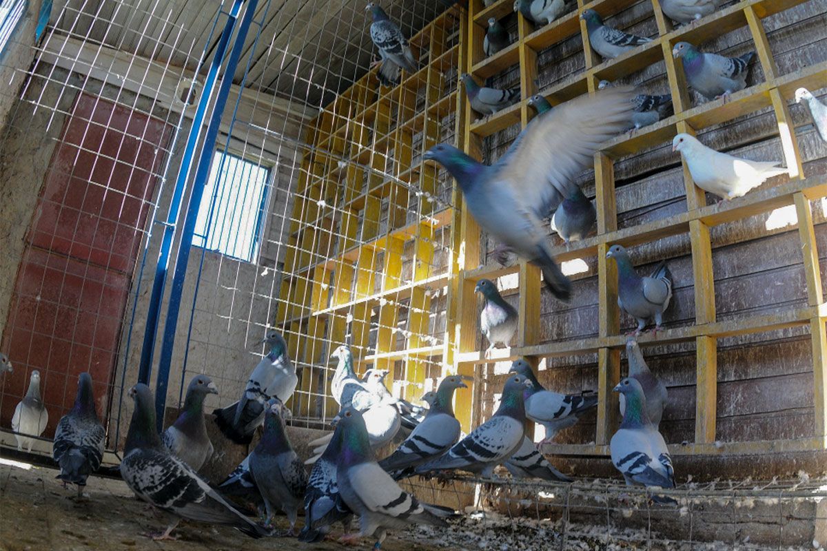 Las palomas mensajeras, el insólito nuevo enemigo del gobierno