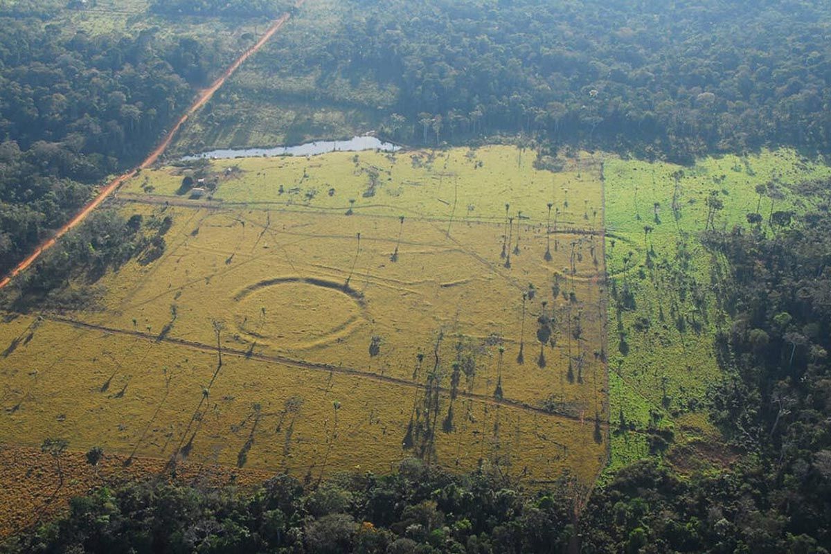El libro de la selva: los escritos de Paulo Tavares sobre arquitectura ...